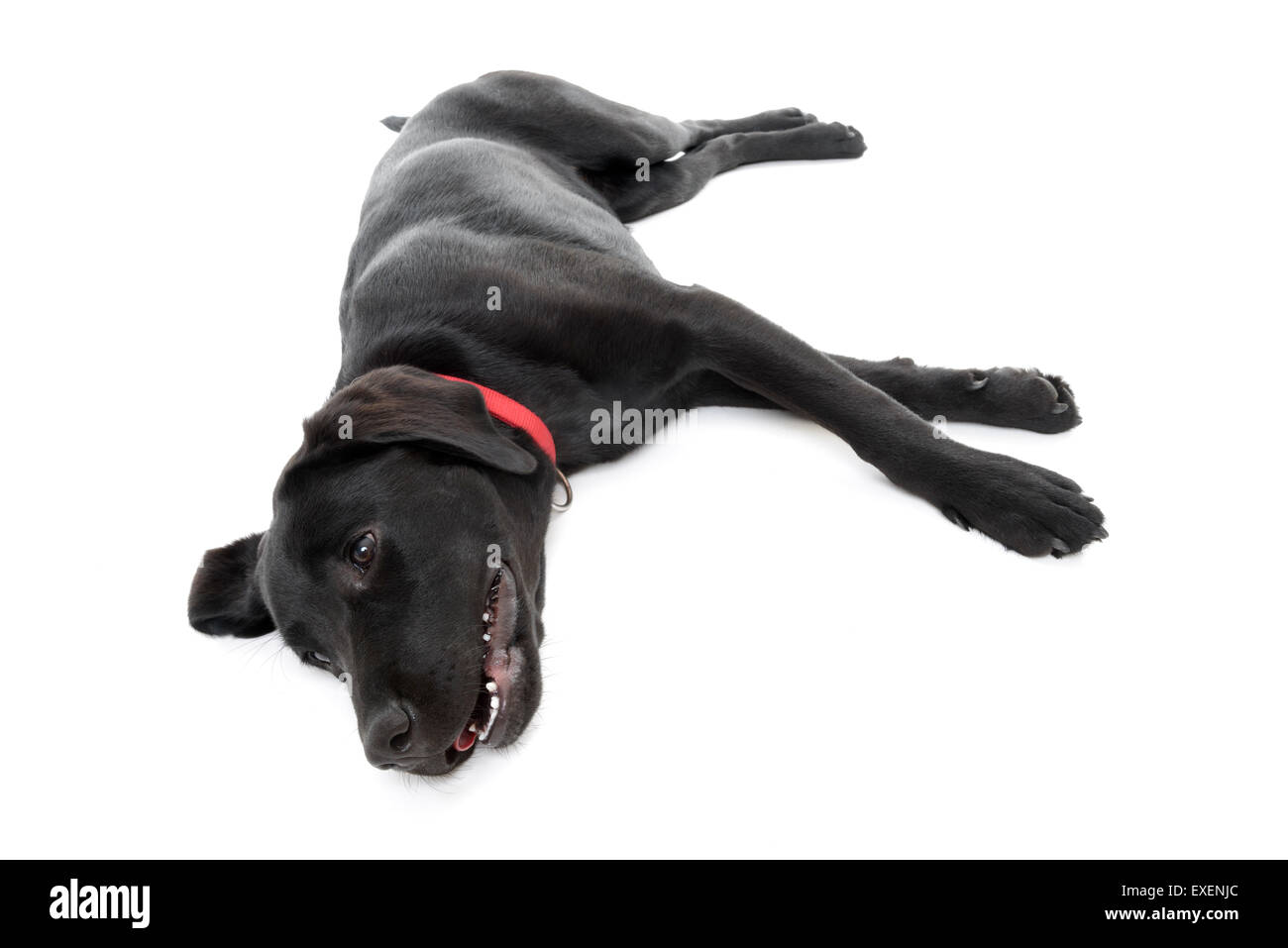 Portrait of a tired black labrador retriever dog lying down on white ...