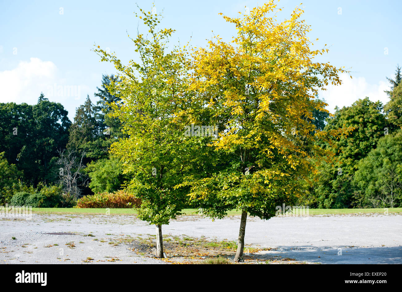 Two tree with green and yellow color in autumn season Stock Photo - Alamy