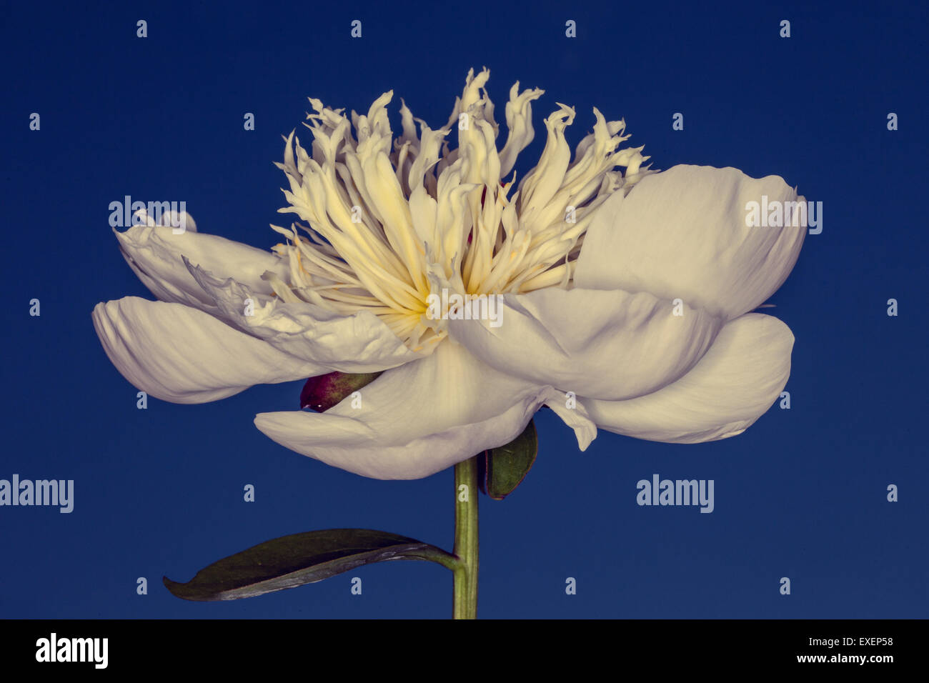 Single peony hi-res stock photography and images - Alamy