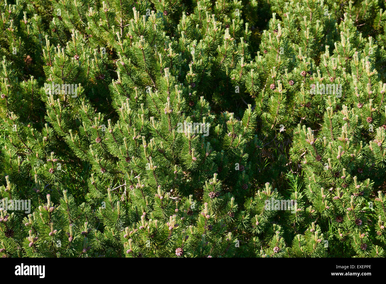 Dwarf Mountain Pine (Pinus mugo) trees growing in coniferous forest ...