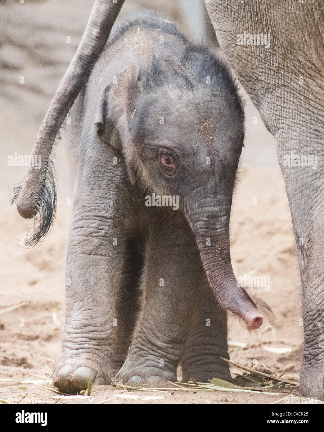 Hagenbecks Animal Park, Hamburg, Germany. 13th July, 2015. A still ...
