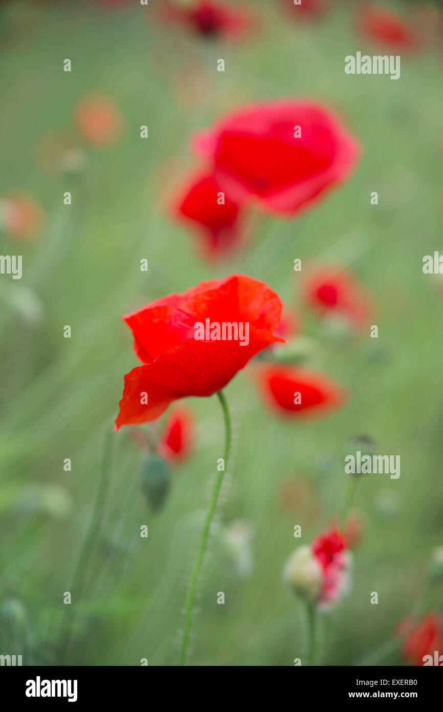 Remembrance day emblem hi-res stock photography and images - Alamy