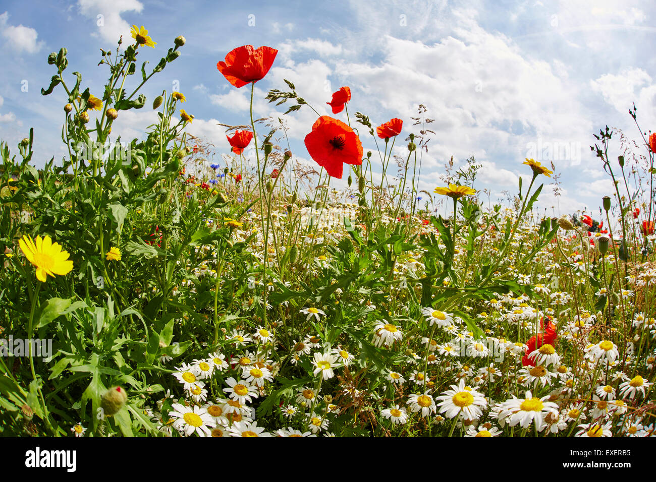 English summer wildflowers hi-res stock photography and images - Alamy