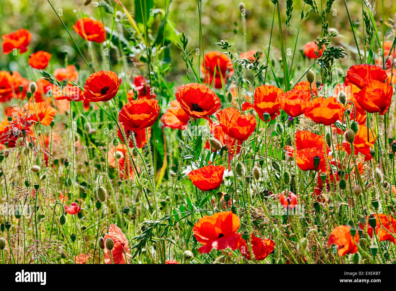 Naturescape langar hi-res stock photography and images - Alamy