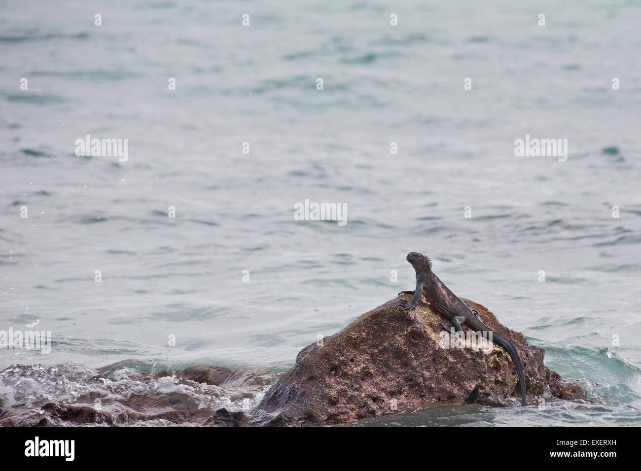 Marine iguana climbing out hi-res stock photography and images - Alamy