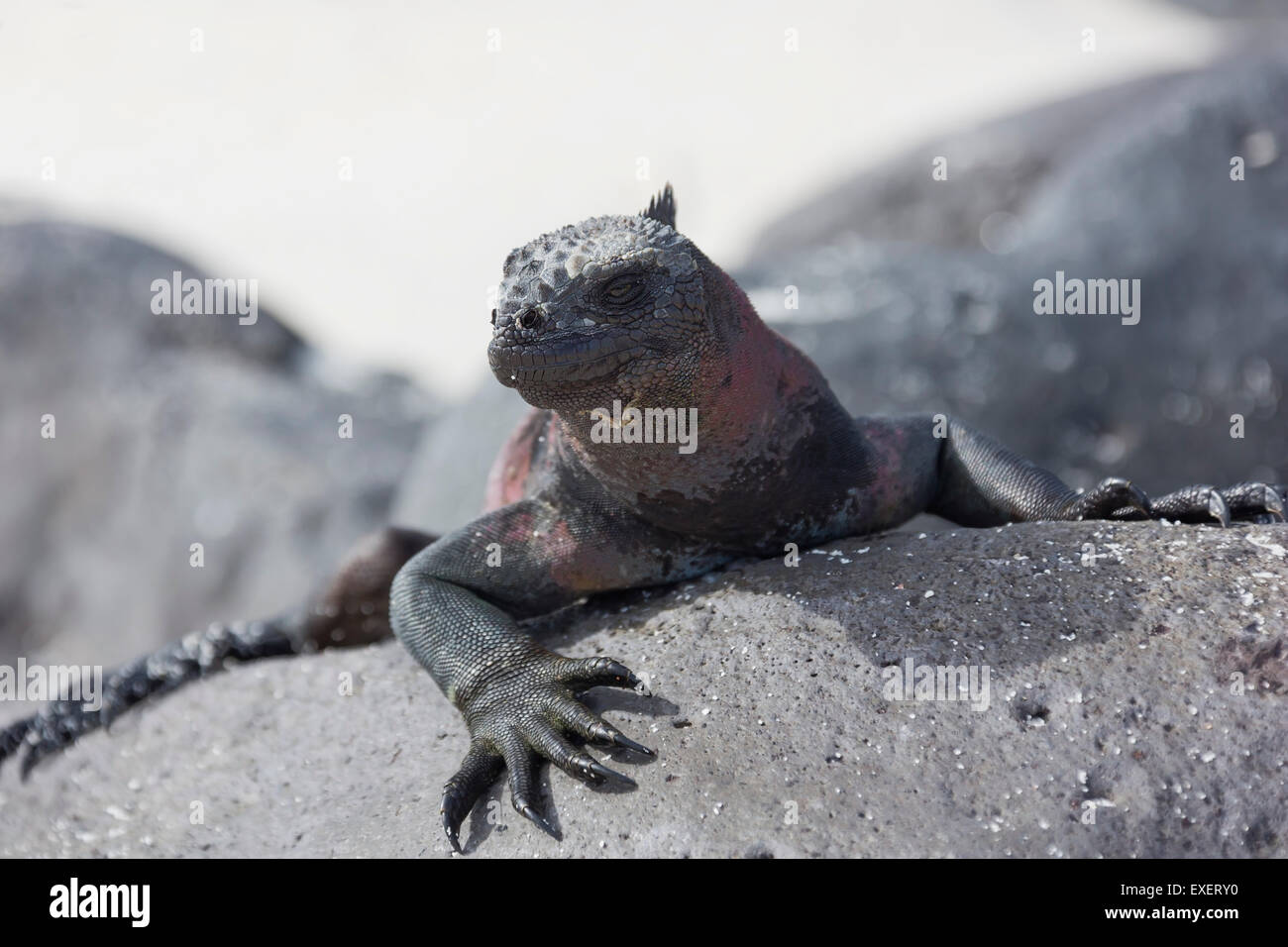 Marine iguana climbing over a rock Stock Photo - Alamy