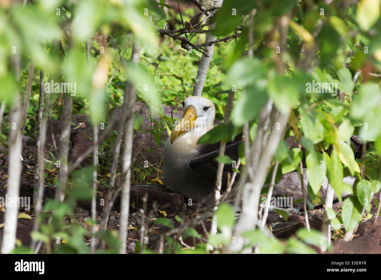Waved albatross nesting in the bushes Stock Photo - Alamy