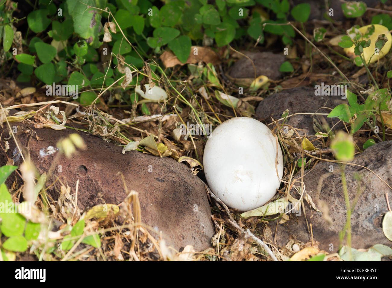 Albatross egg in a coarse nest Stock Photo - Alamy