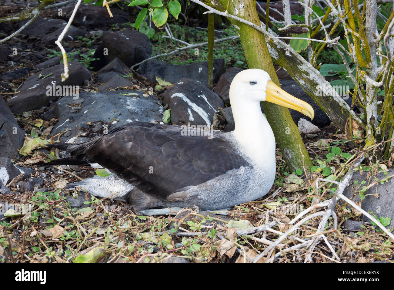 Waved albatross nesting near the forest Stock Photo - Alamy