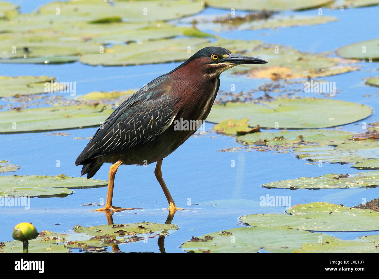 Little Green Heron fishing for dinner Stock Photo - Alamy