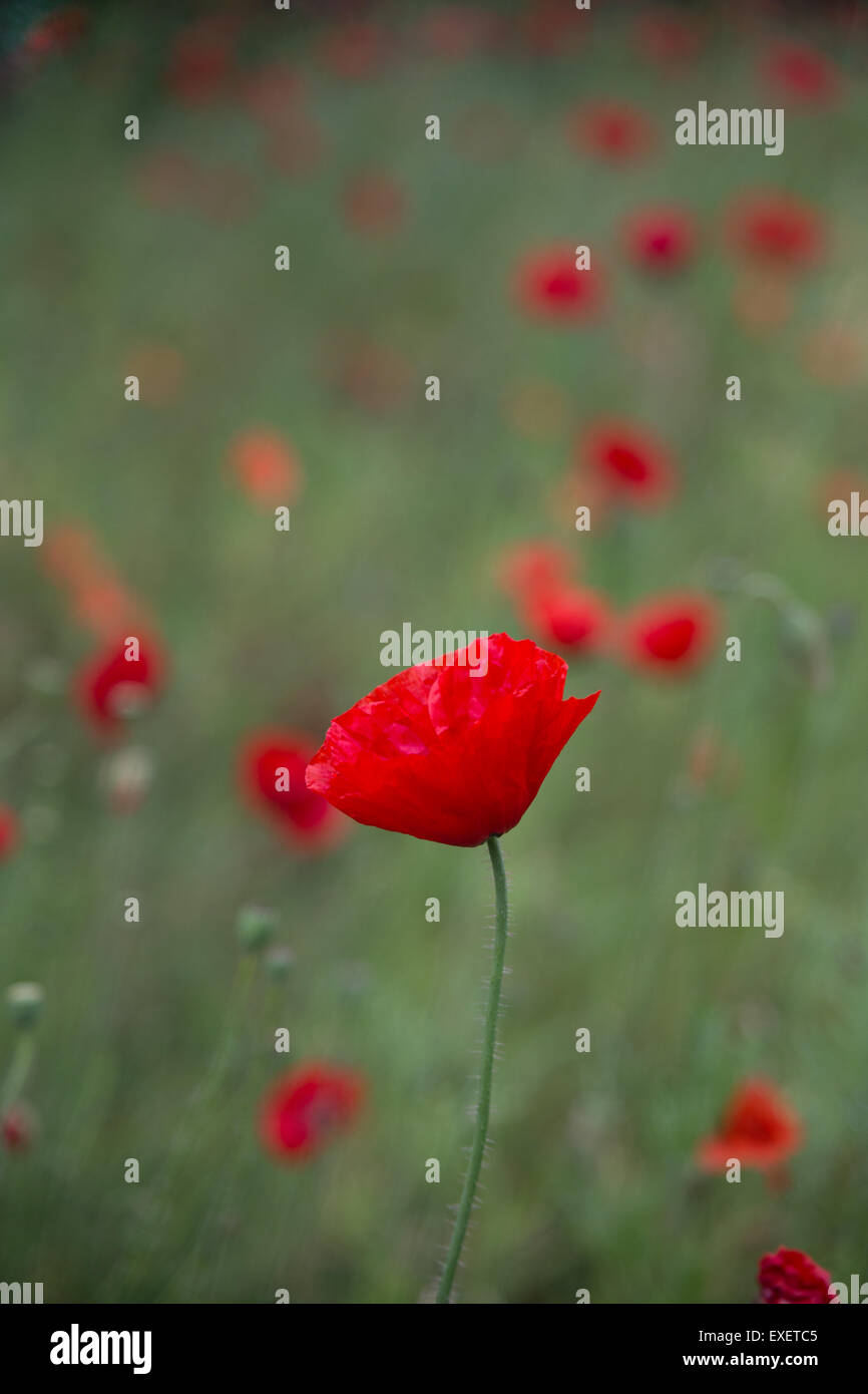 Remembrance Day Poppy Flower Stock Photo - Alamy