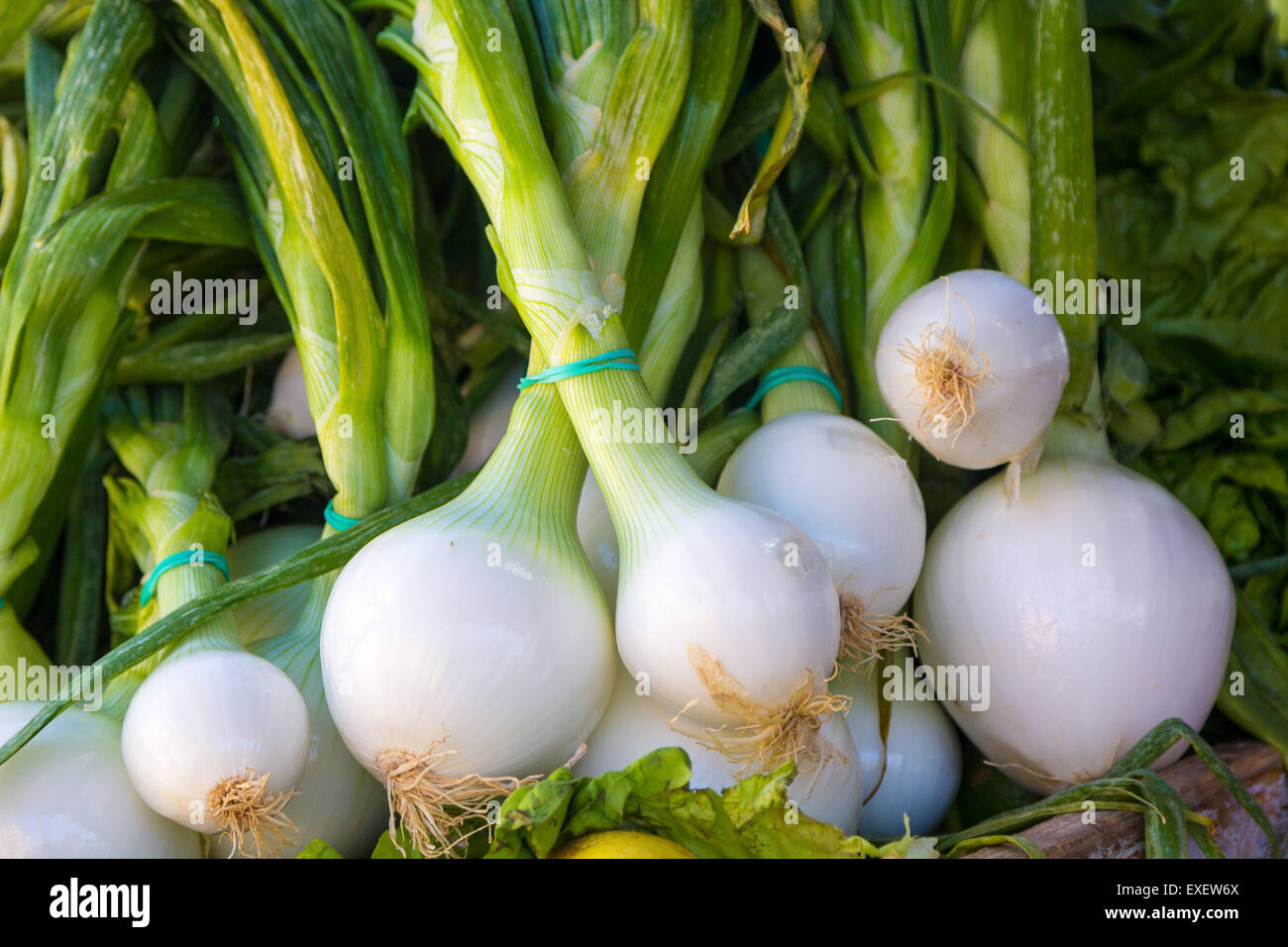 Allium field hi-res stock photography and images - Alamy