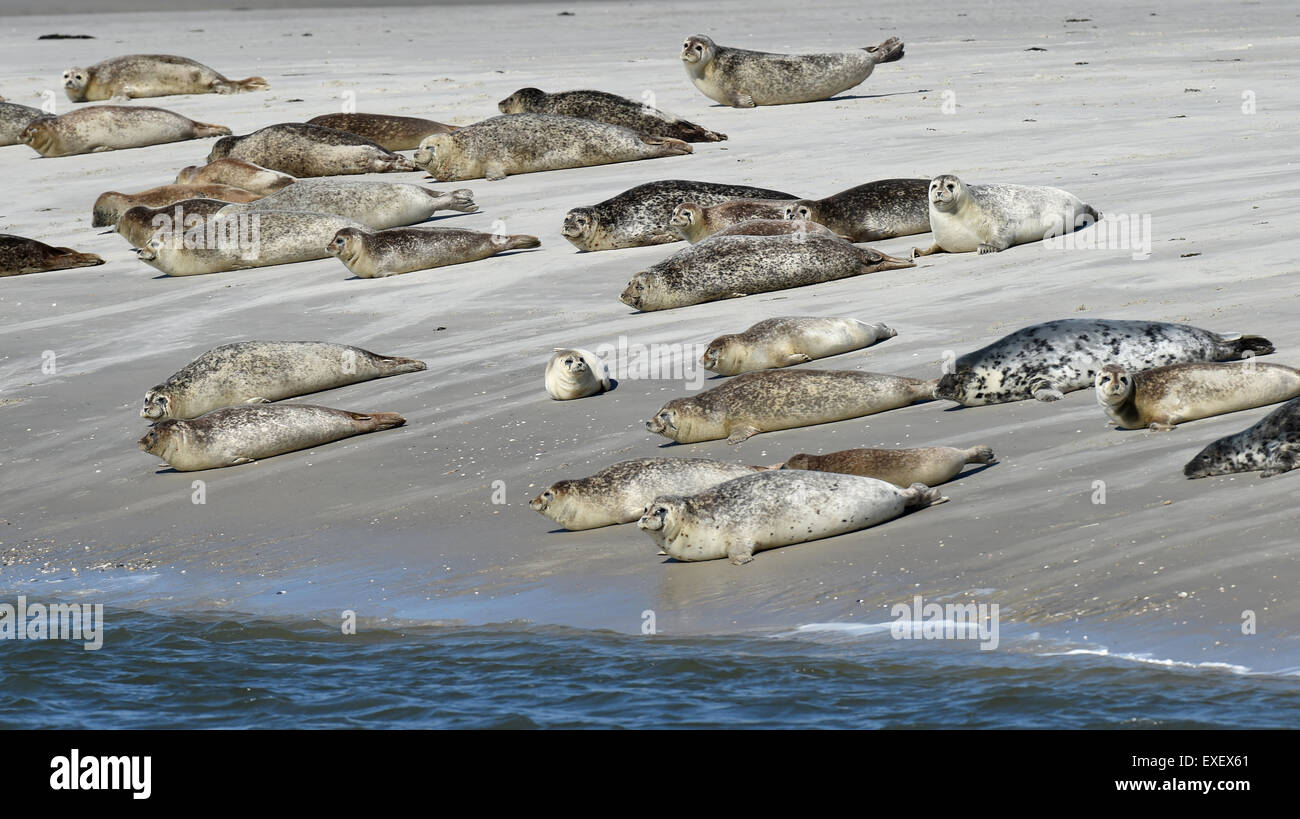 Pellworm, Germany. 05th June, 2015. Seals lie on a sandbank in the ...