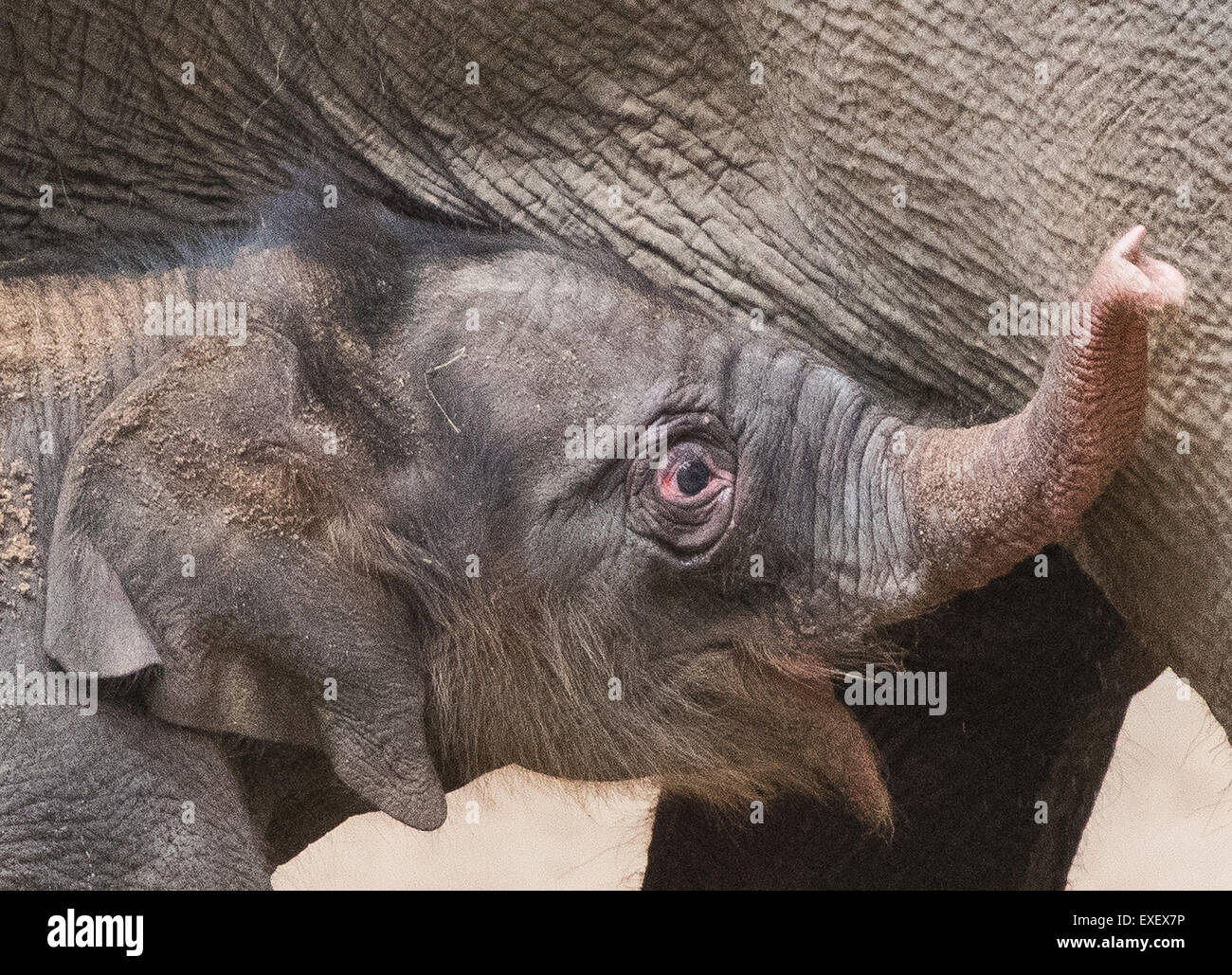 Hagenbecks Animal Park, Hamburg, Germany. 13th July, 2015. A still ...
