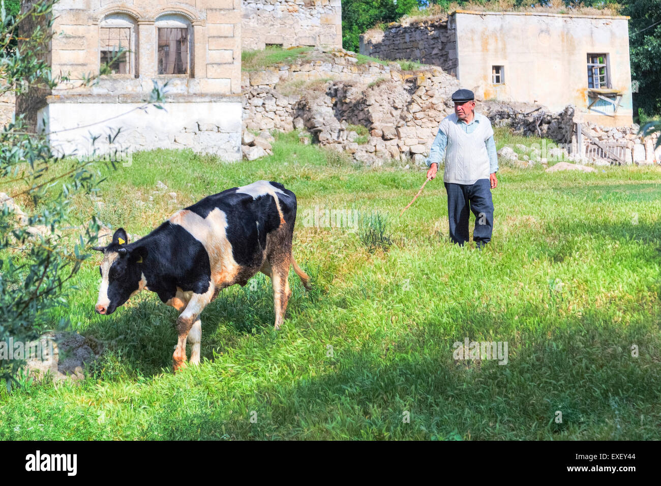 Turkey cows hi-res stock photography and images - Alamy