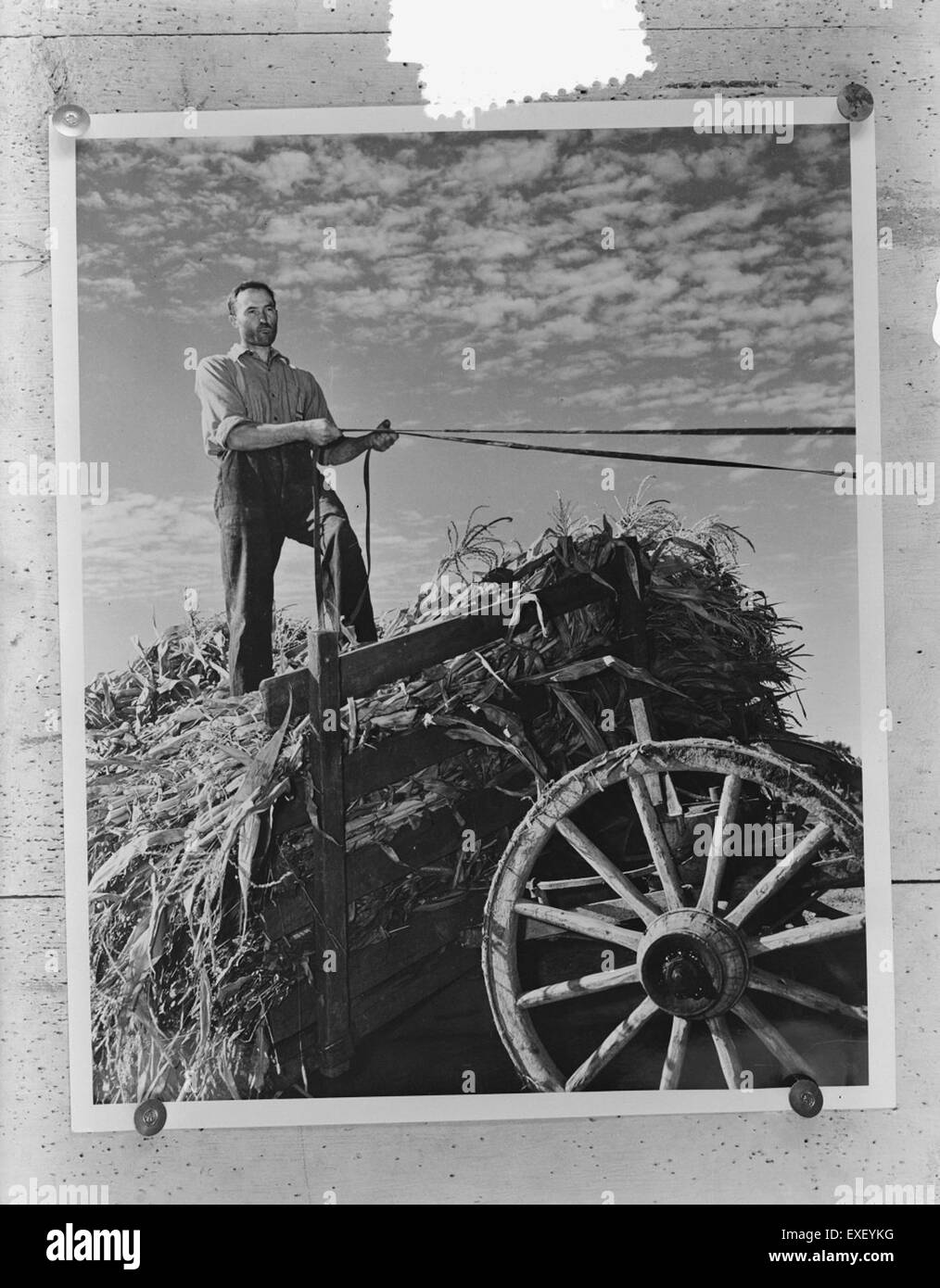 A photograph capturing a Dutch emigrant in Ottawa on October 9, 1951 ...