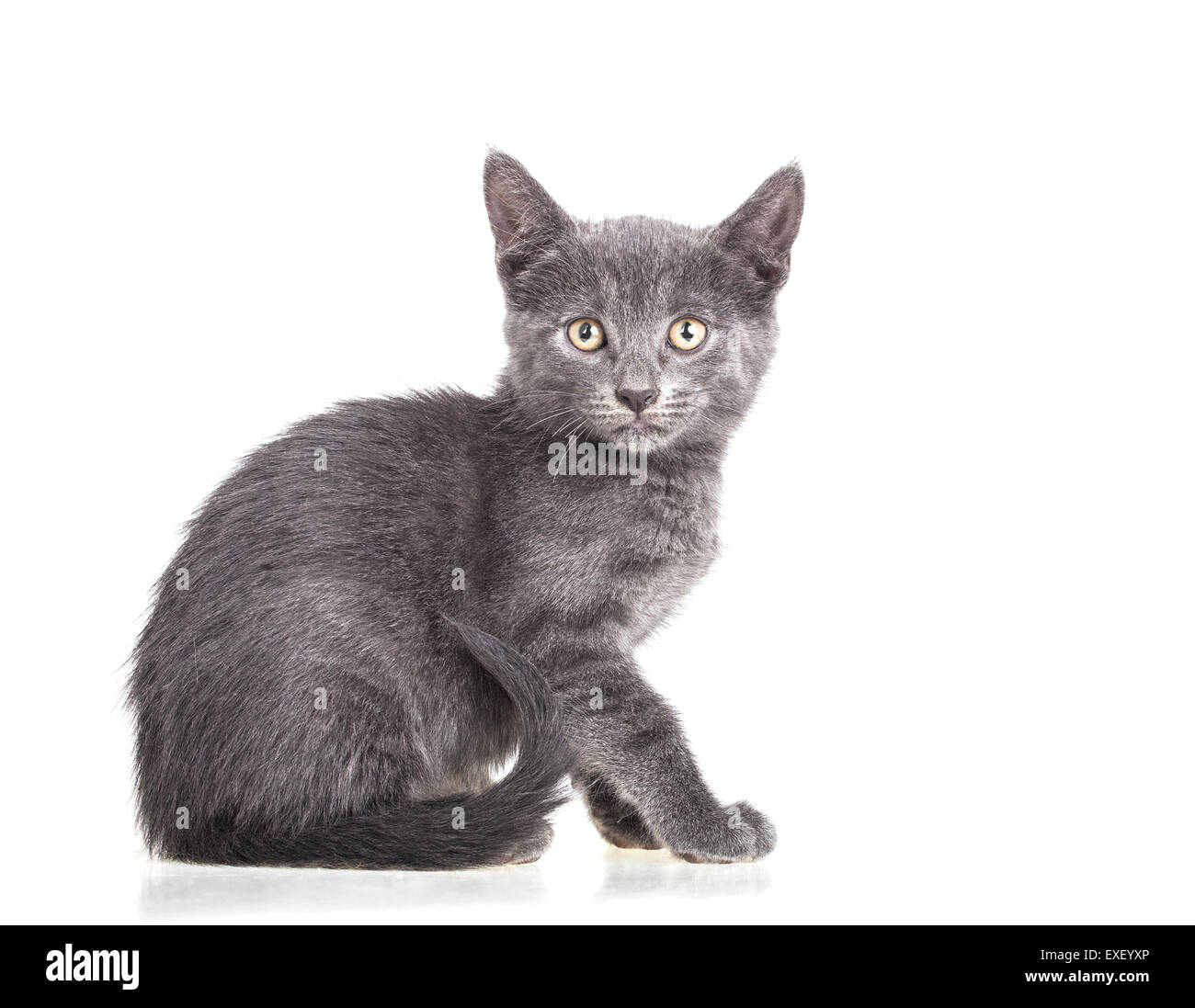 Small gray British cat Stock Photo - Alamy