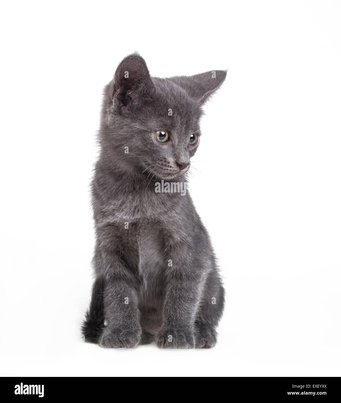 Small gray British cat Stock Photo - Alamy