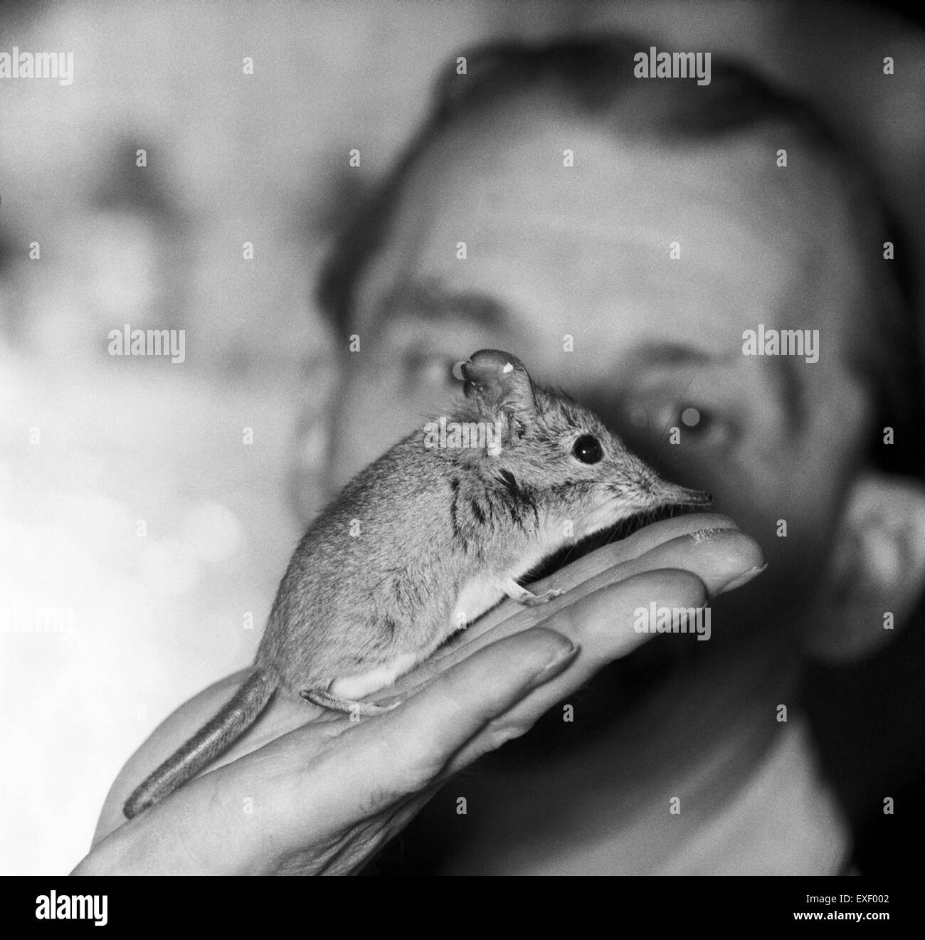 The image features an elephant shrew being held by a zookeeper at Artis ...