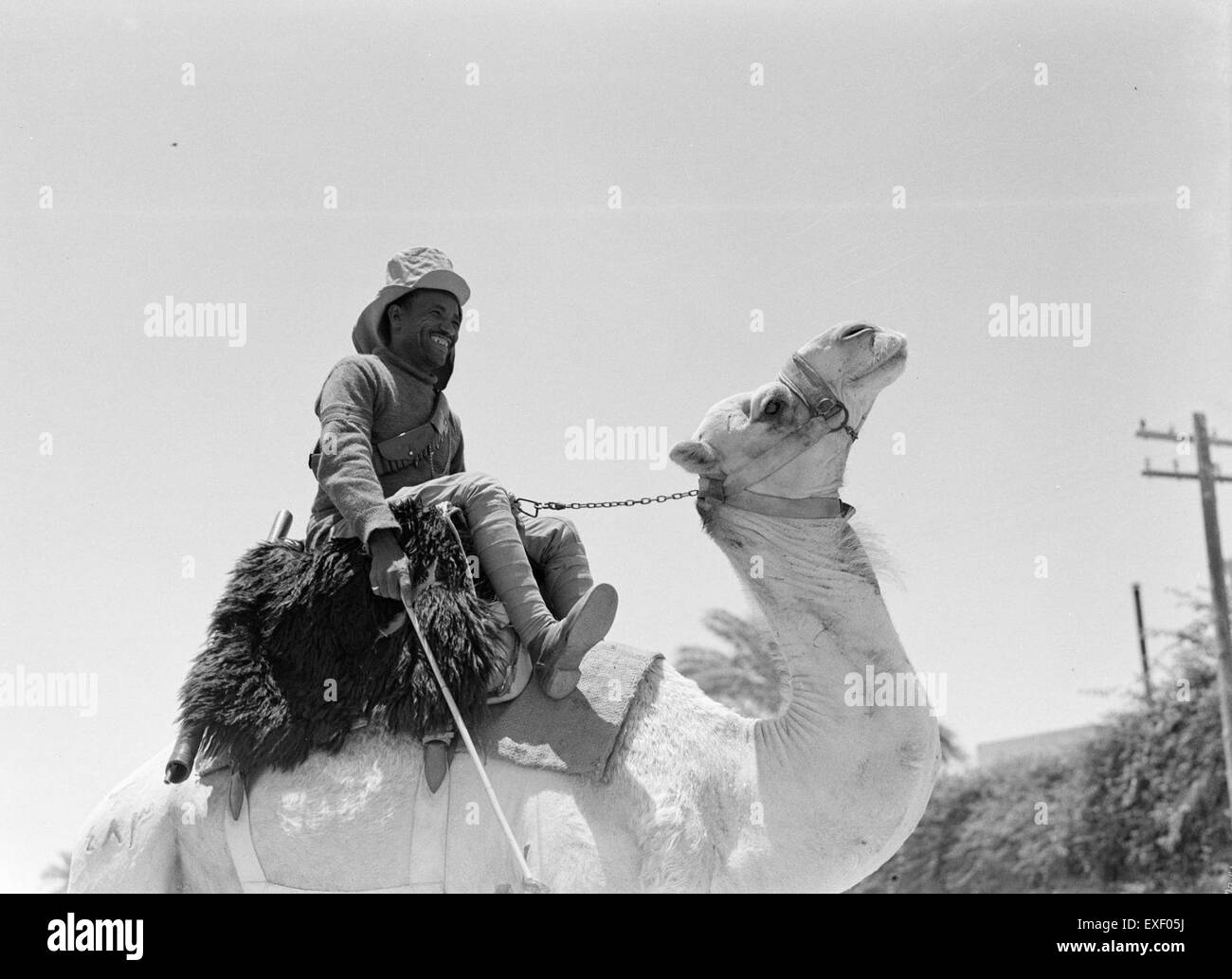 This image portrays a policeman riding a dromedary, a type of camel ...