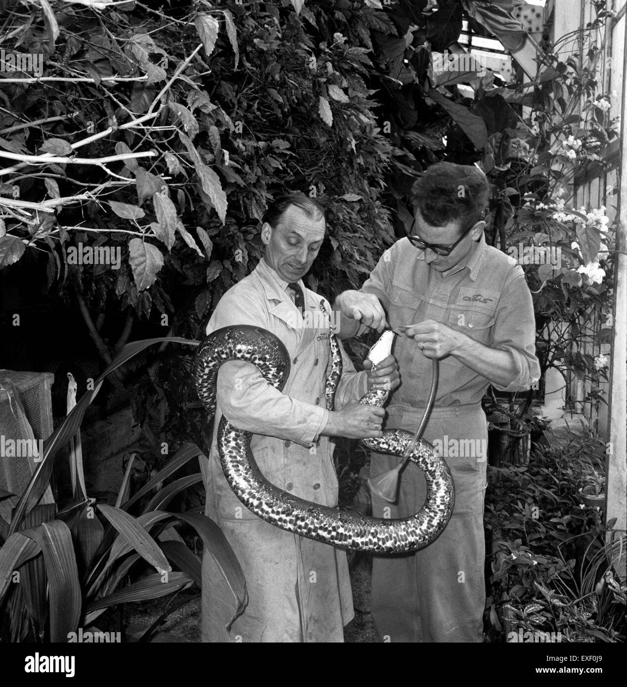 A photograph showing a zookeeper feeding a 20 kg animal at Artis Zoo ...