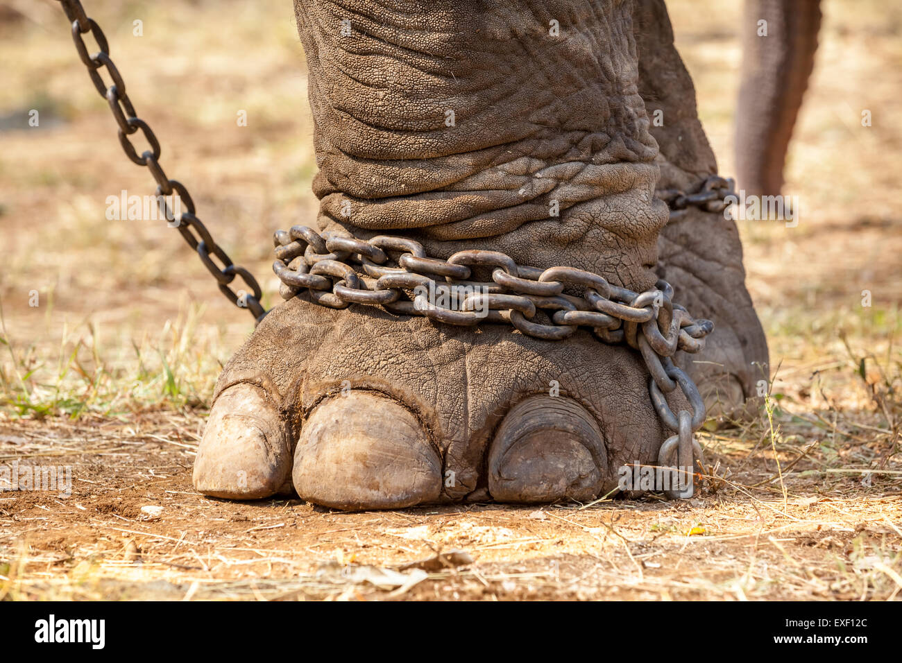 heavy chain on the leg from an elephant Stock Photo - Alamy