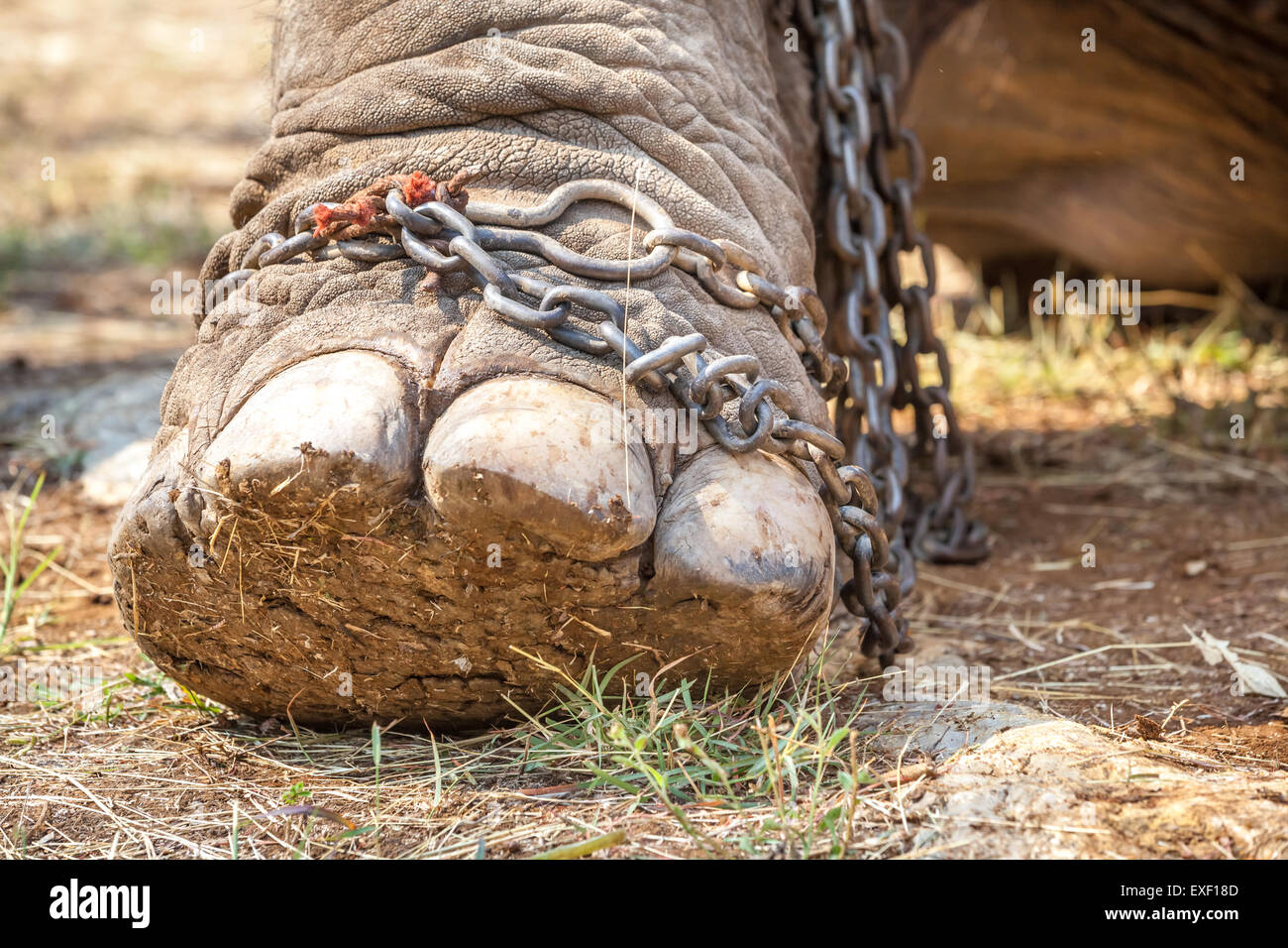 Elephant chain not zoo not chained hi-res stock photography and images ...