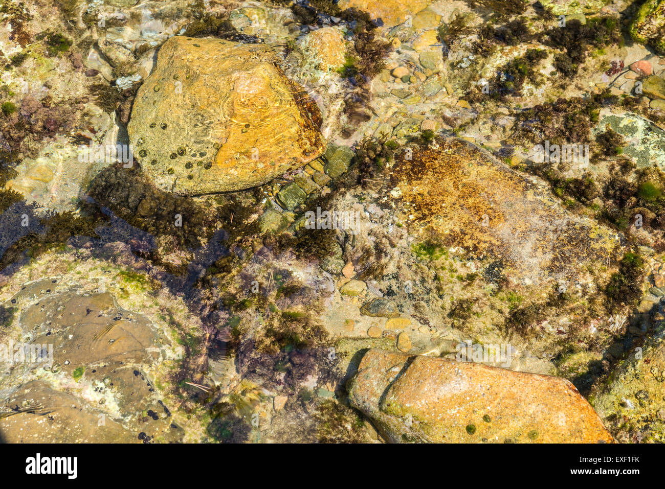 Crystal clear sea with rocks, shellfish and seaweed in the Costa Brava ...