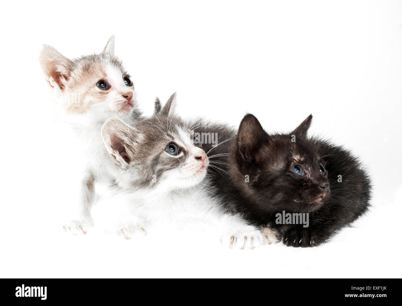 Black alley cat Cut Out Stock Images & Pictures - Alamy