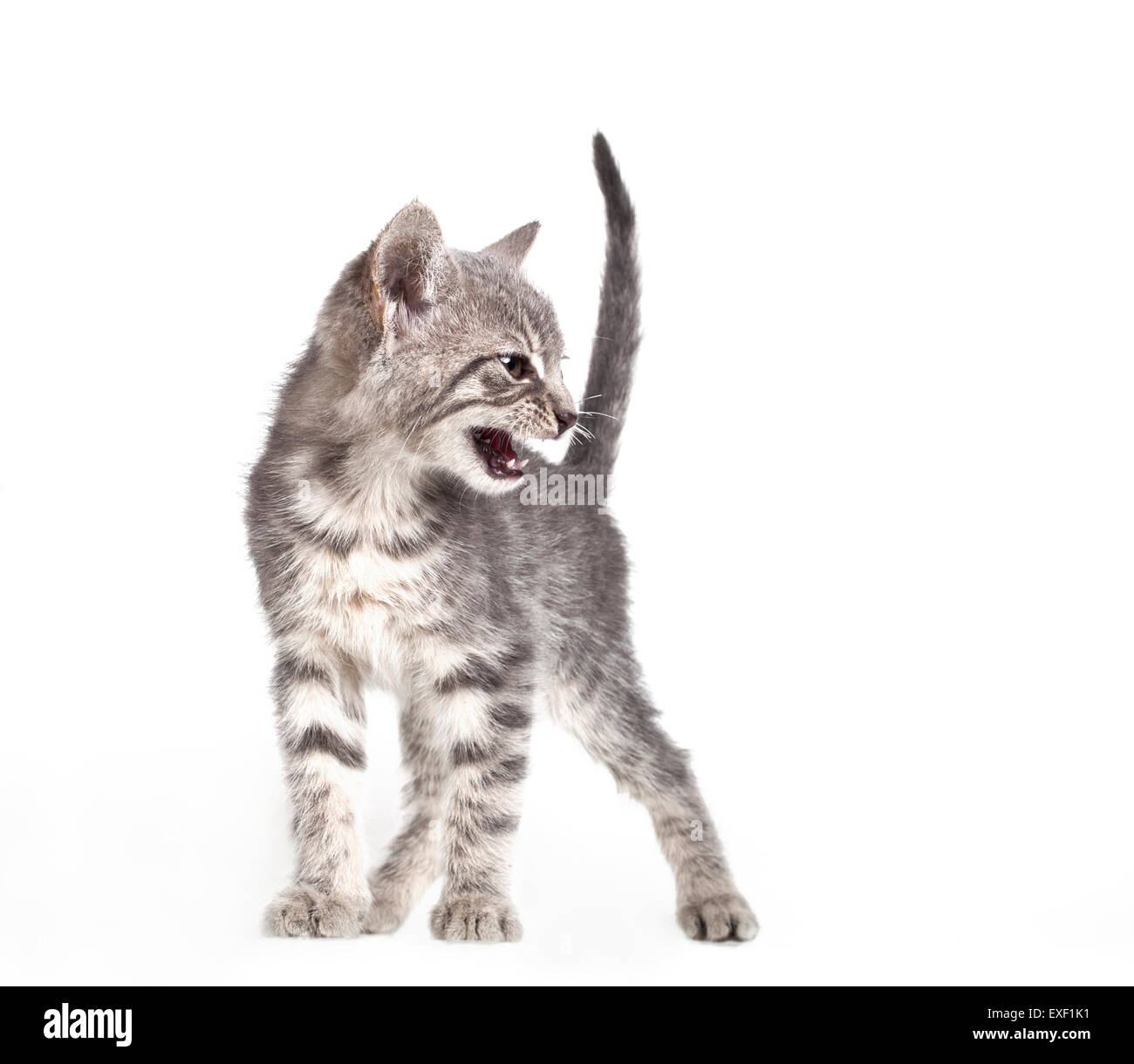 Small gray kitten Stock Photo - Alamy