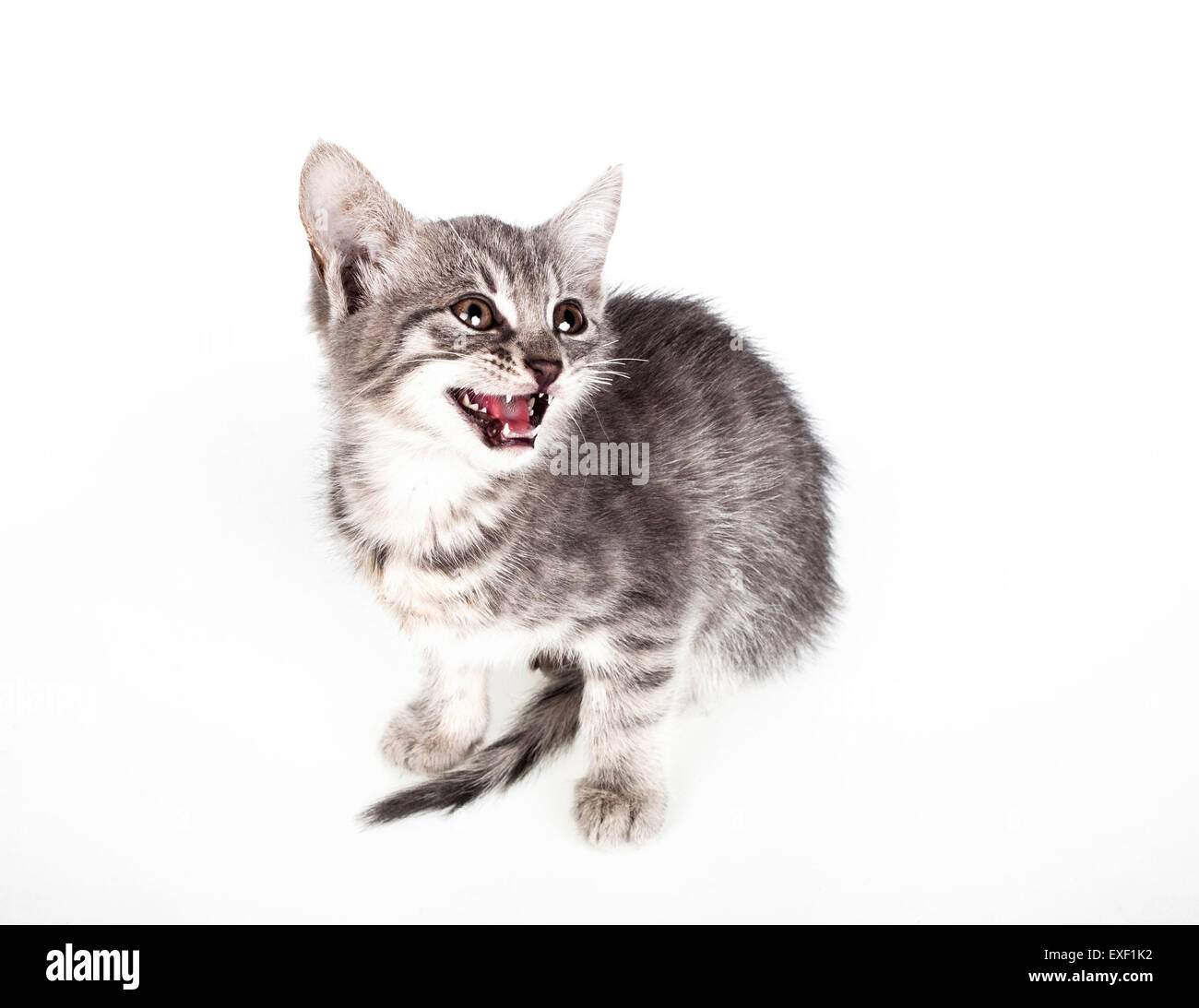 Small gray kitten Stock Photo - Alamy
