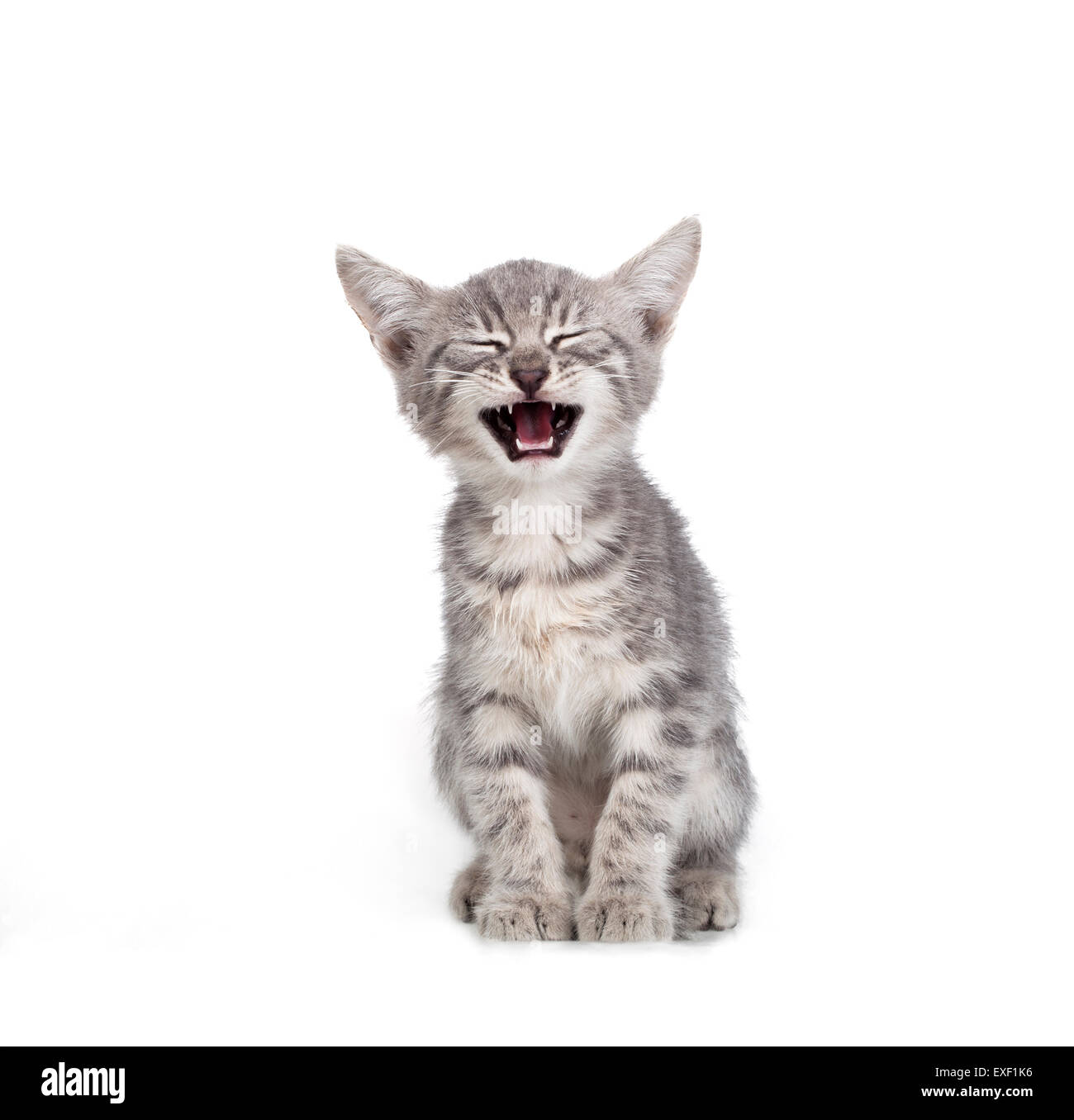 Small gray kitten Stock Photo - Alamy