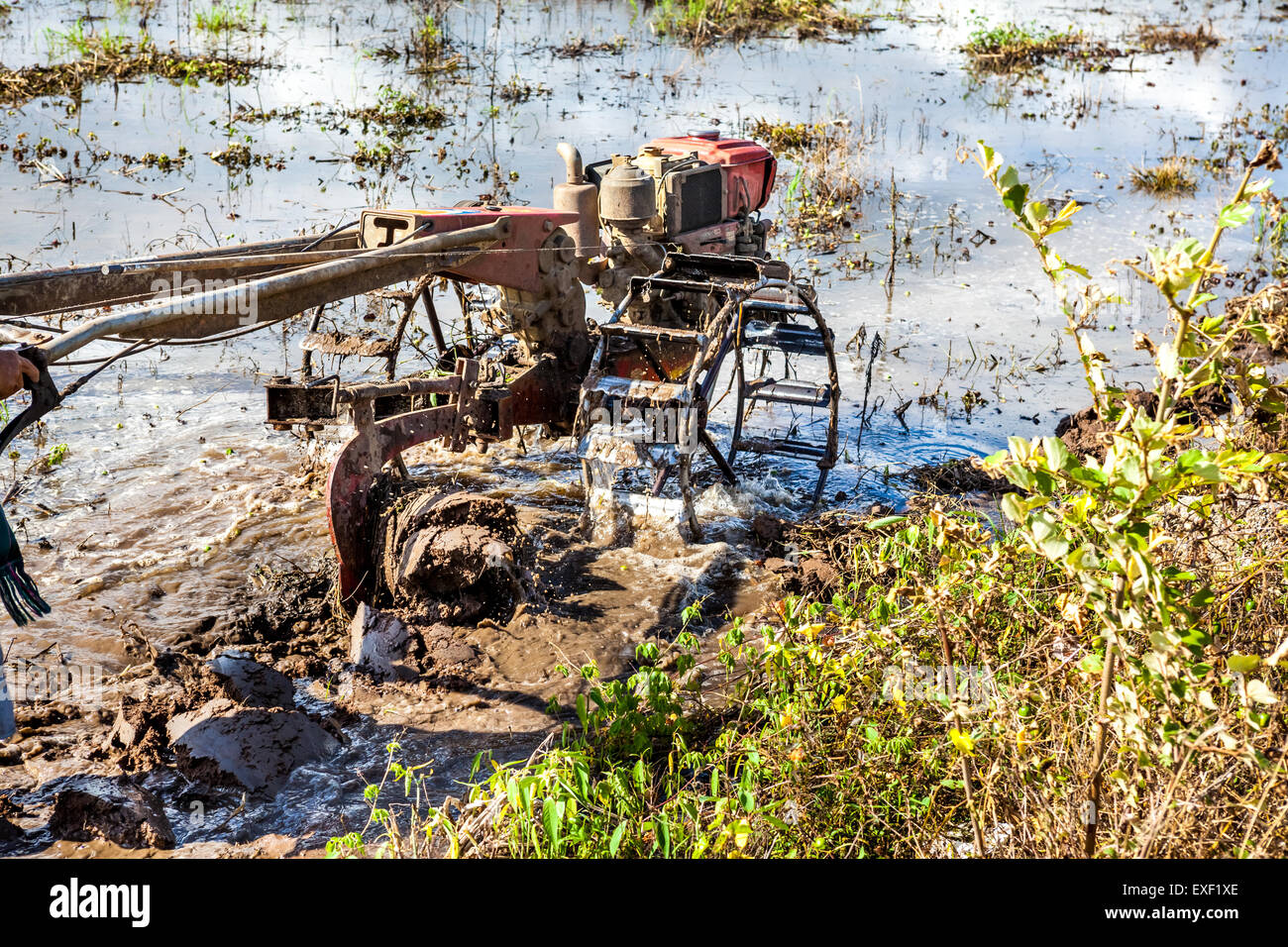 plowing the rice field that is already in the water Stock Photo - Alamy
