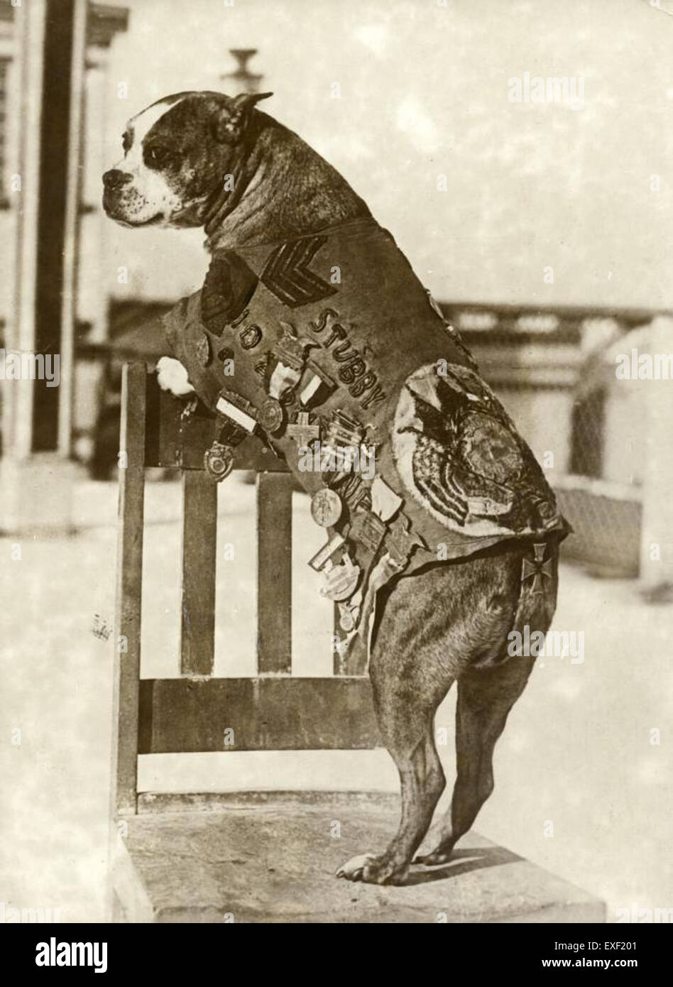 This photograph captures Sergeant Stubby, a war dog who served in World ...