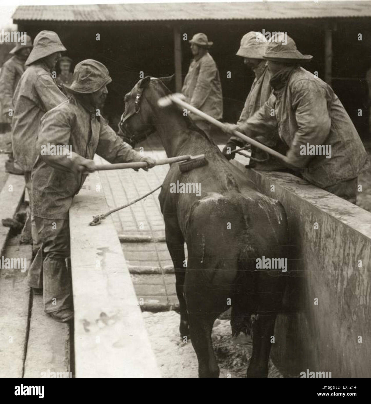 This image illustrates horse care during World War I, emphasizing the ...