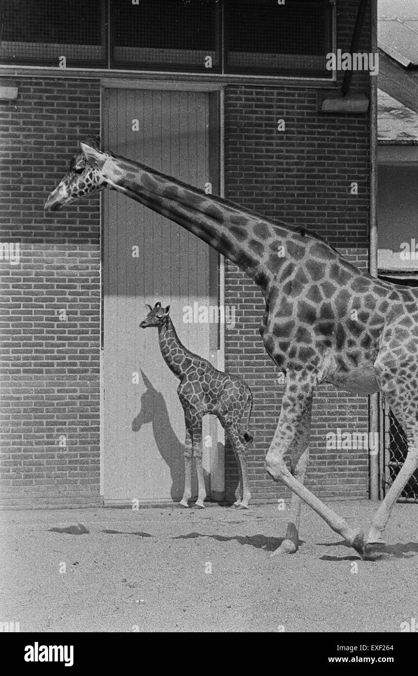 Giraffe breeding zoo Black and White Stock Photos & Images - Alamy