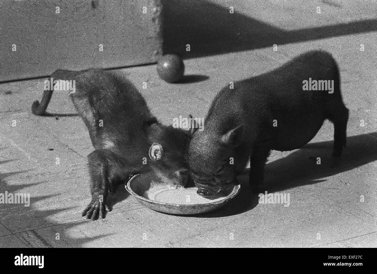 'Hangbuikzwijntje en aapje in Artis' depicts a potbelly pig and an ape ...