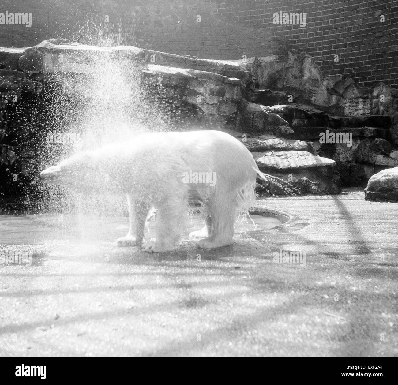 Warm weather animal Black and White Stock Photos & Images - Alamy