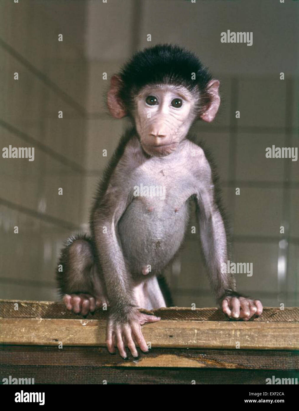 A baby baboon, also known as a young mantelbaviaan, depicted in a ...