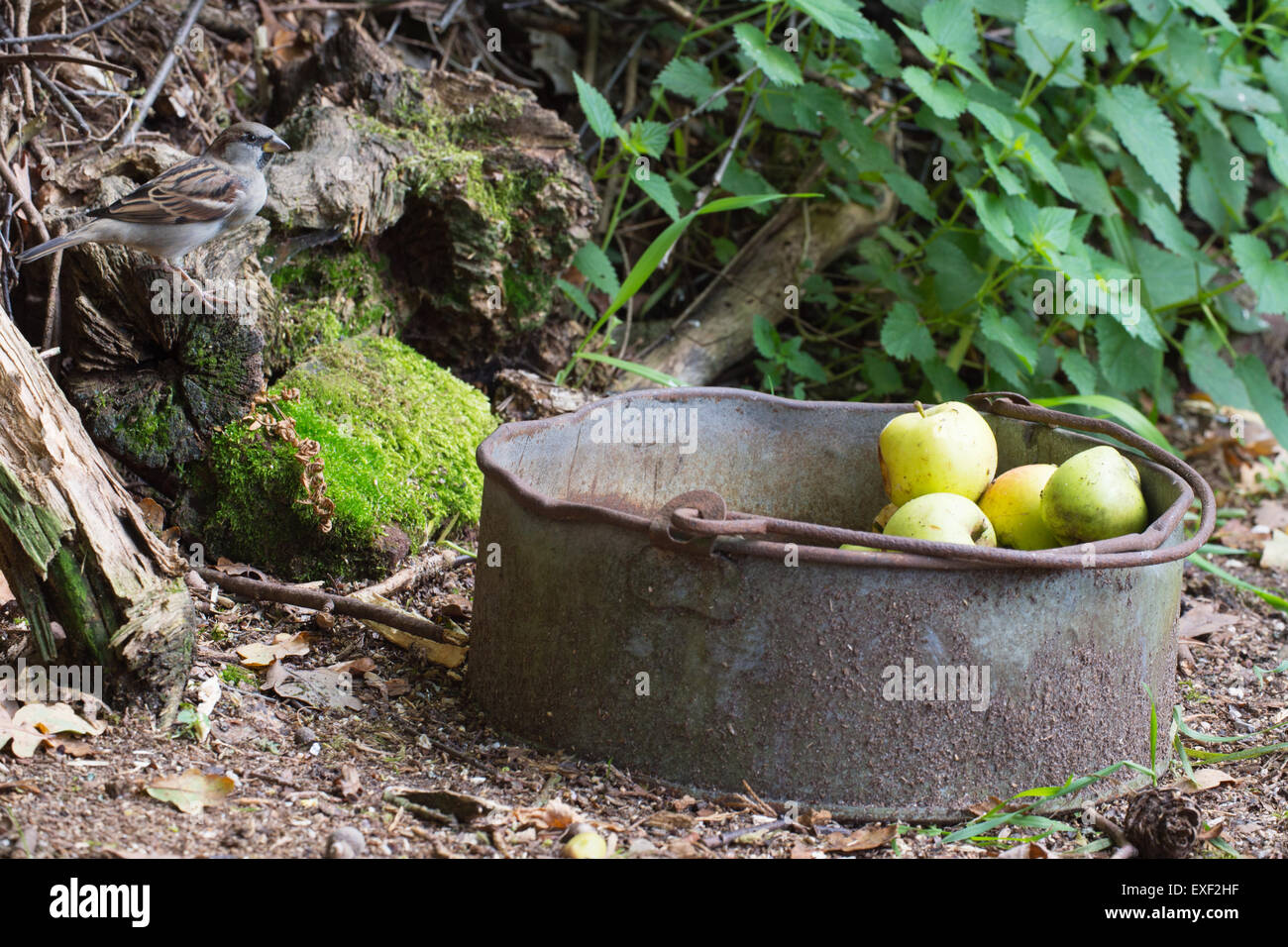 Rusty bucket apples at the farm Stock Photo - Alamy