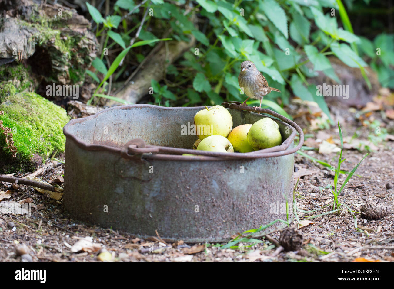 Rusty bucket hi-res stock photography and images - Alamy