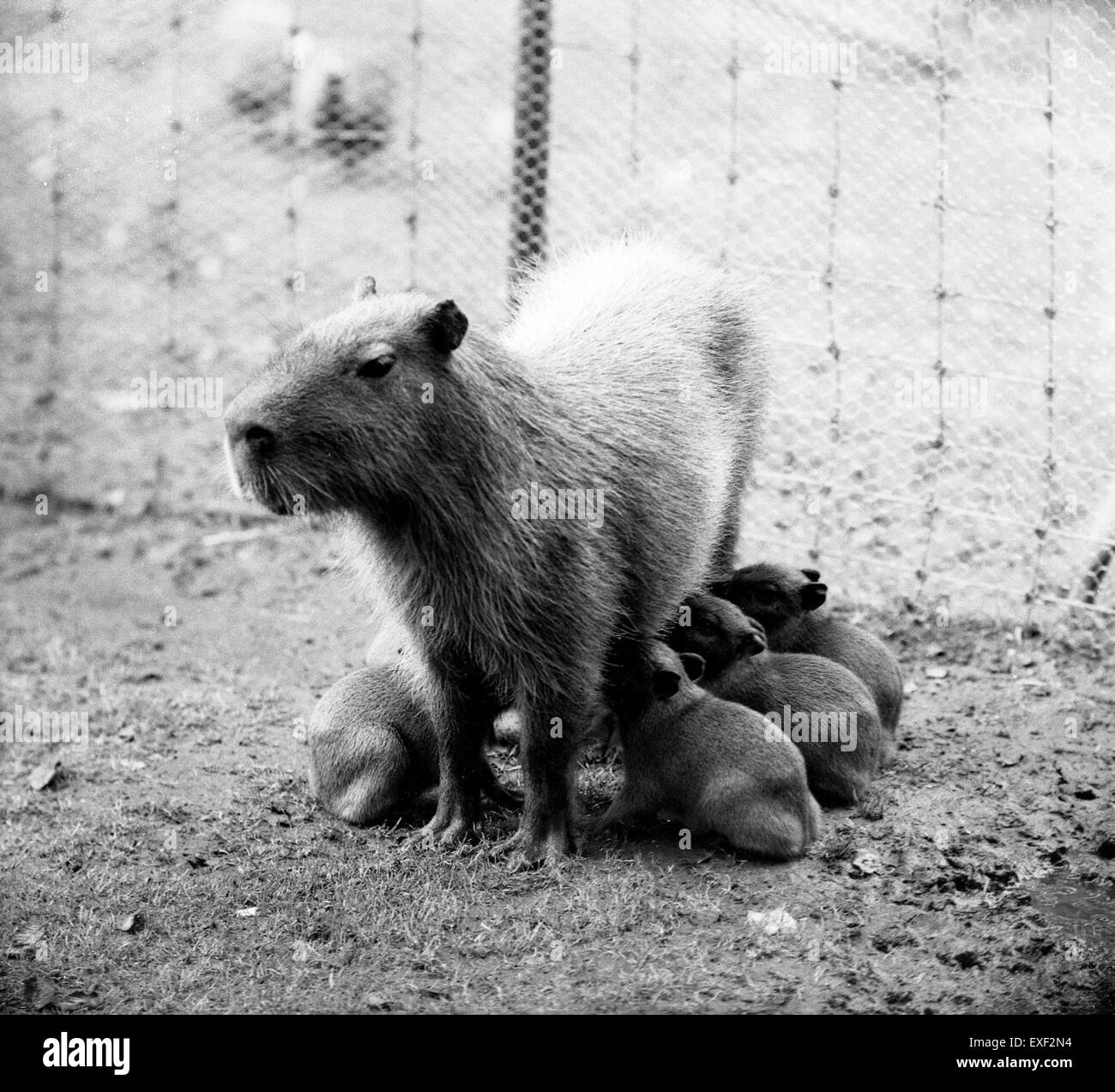 This photograph of a capybara with its five young captures the social ...