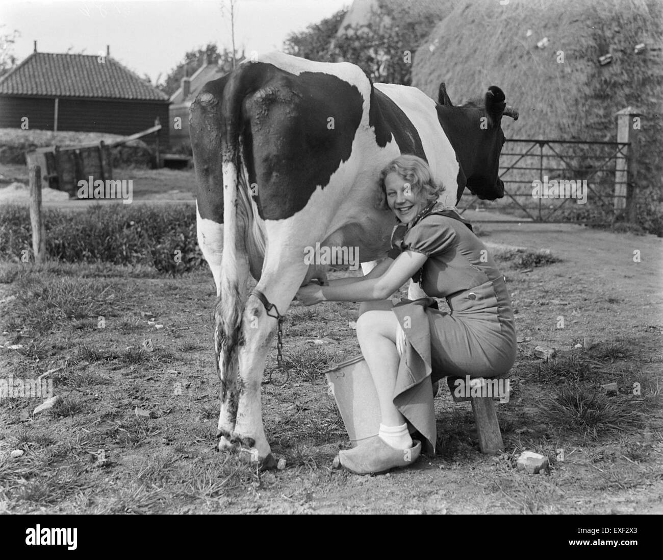 Photograph capturing the traditional practice of milking a cow ...