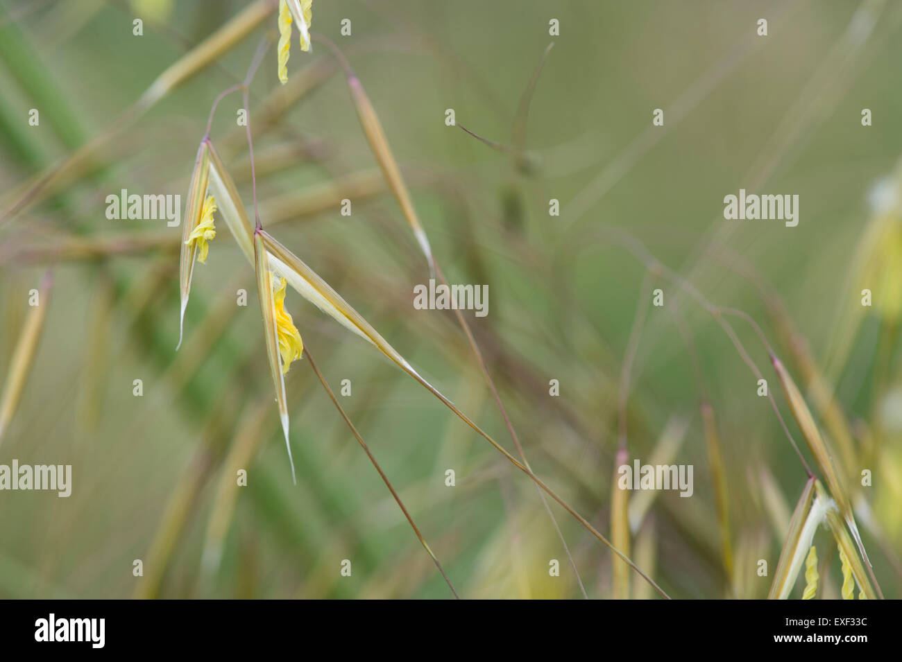 Stipa gigantea. Golden oats flower heads Stock Photo - Alamy