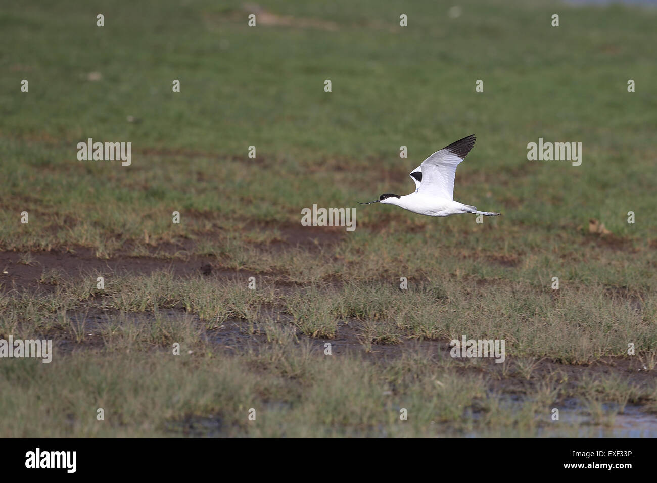Avocet (Recurvirostra avosetta Stock Photo - Alamy