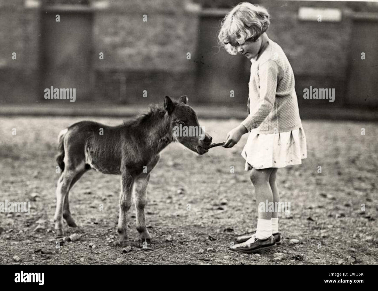 Meisje met veulen One week old foal Stock Photo - Alamy