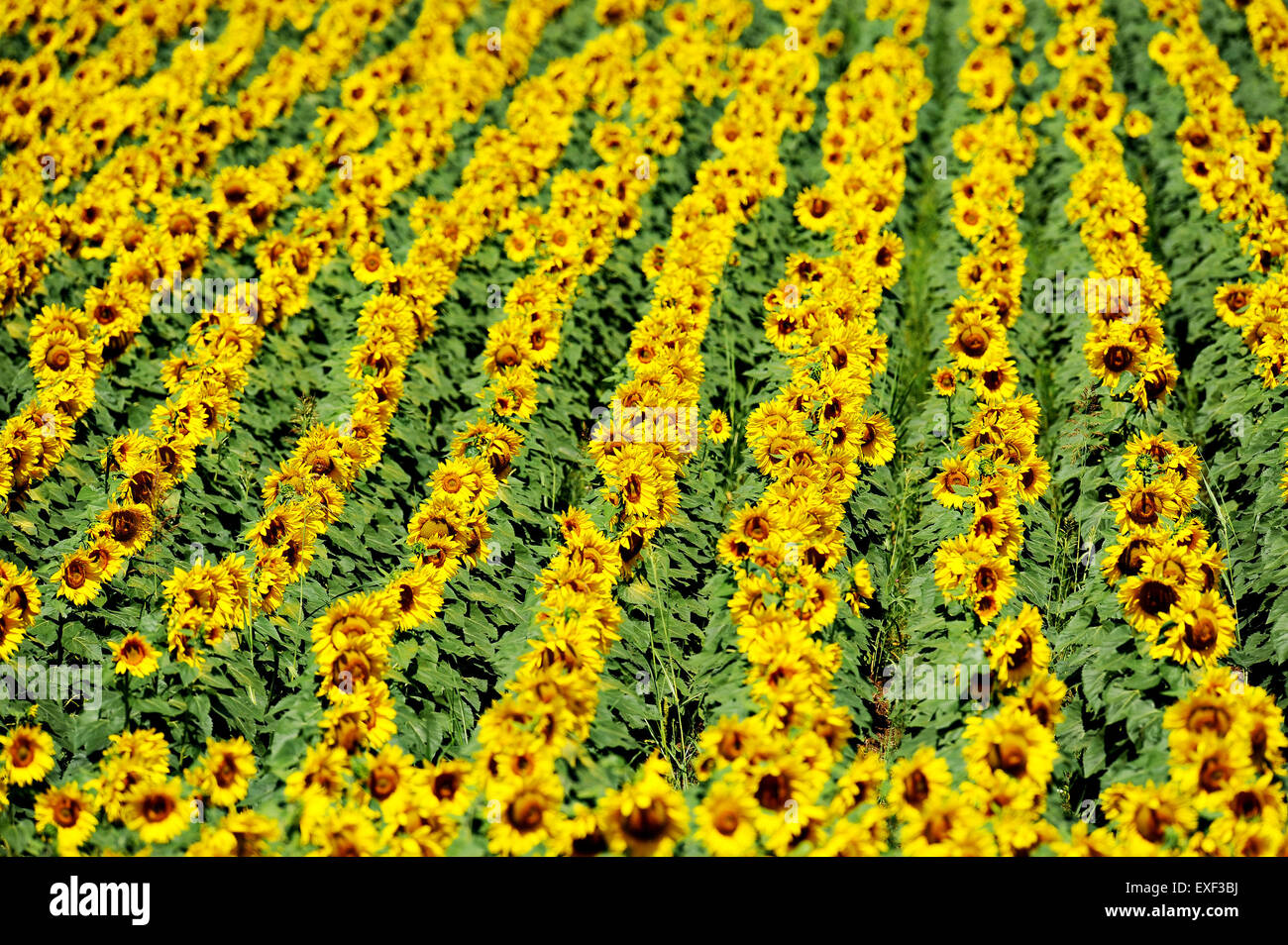 Rows of sunflowers on a sunflower field in july Stock Photo - Alamy