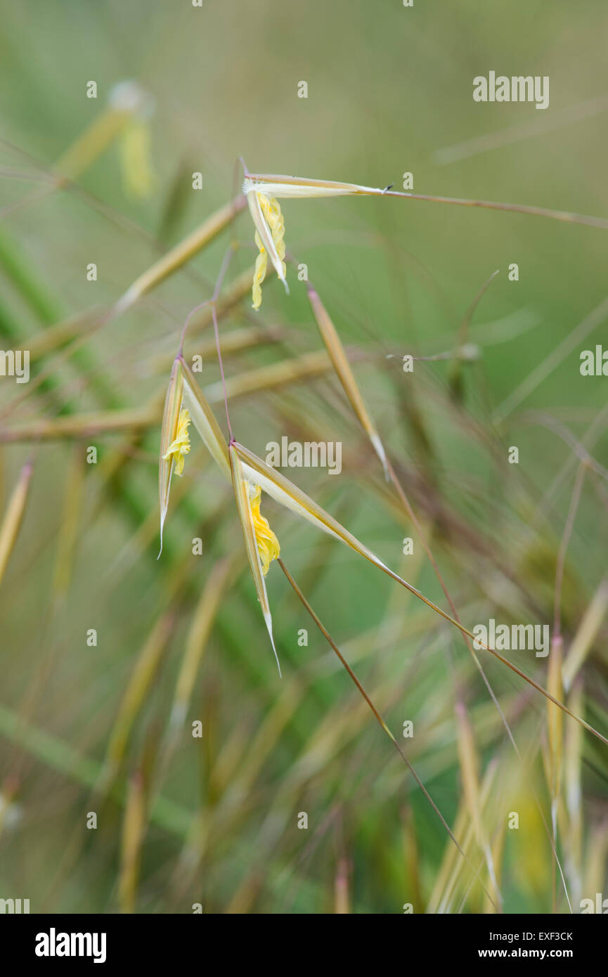 Stipa gigantea. Golden oats flower heads Stock Photo - Alamy