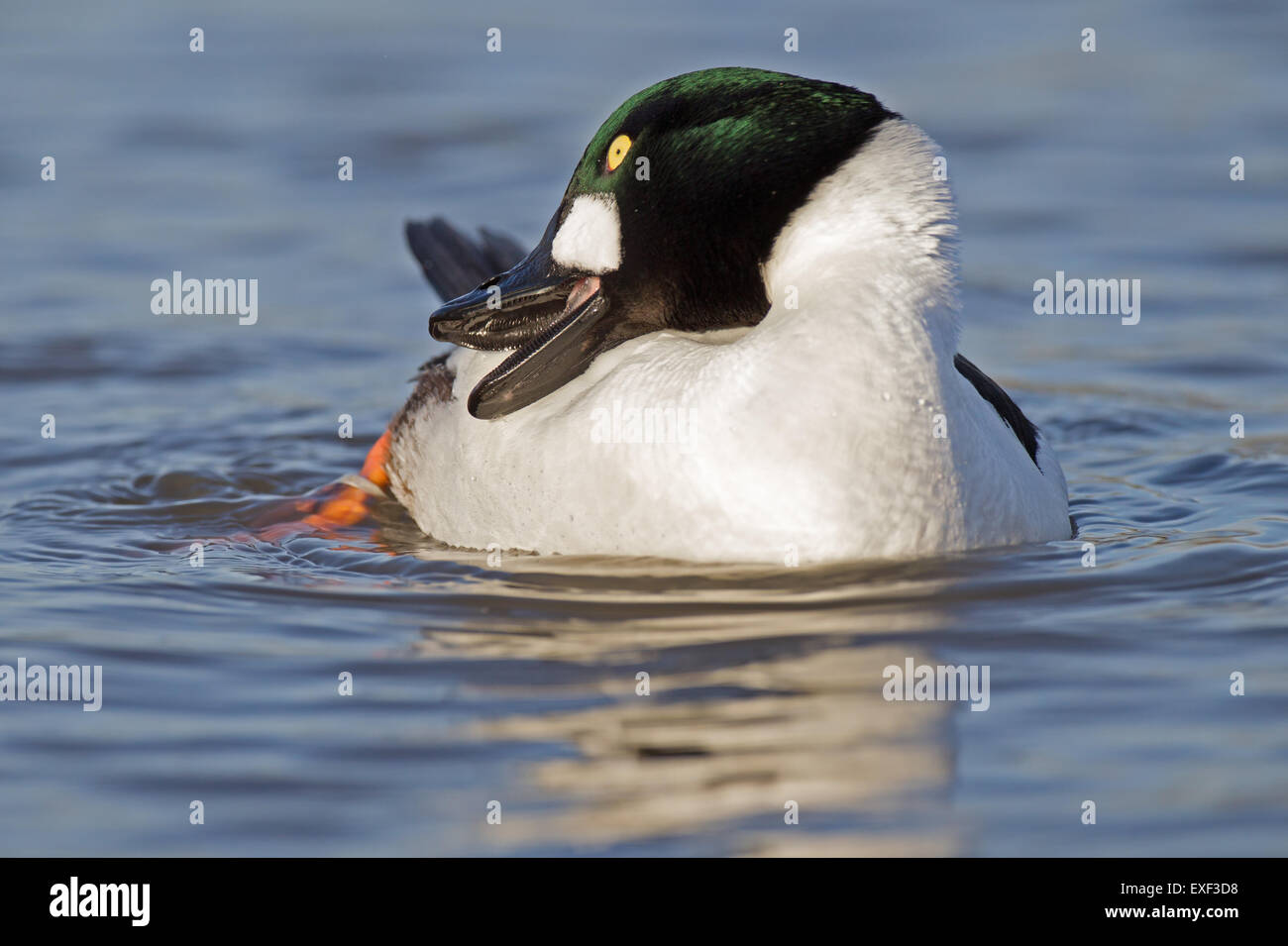Male Goldeneye in winter sun Stock Photo - Alamy