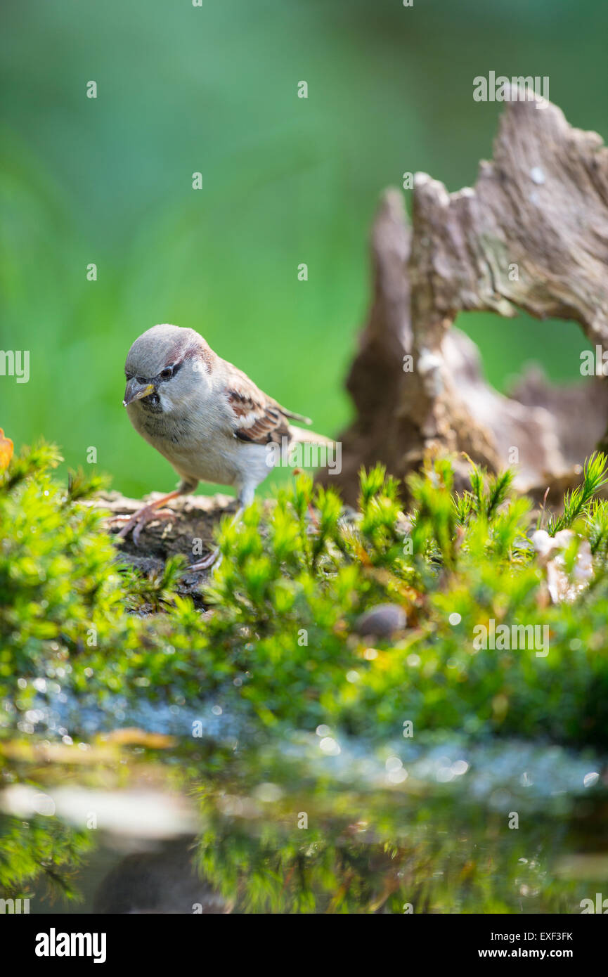 Single sparrow in nature at lake Stock Photo - Alamy